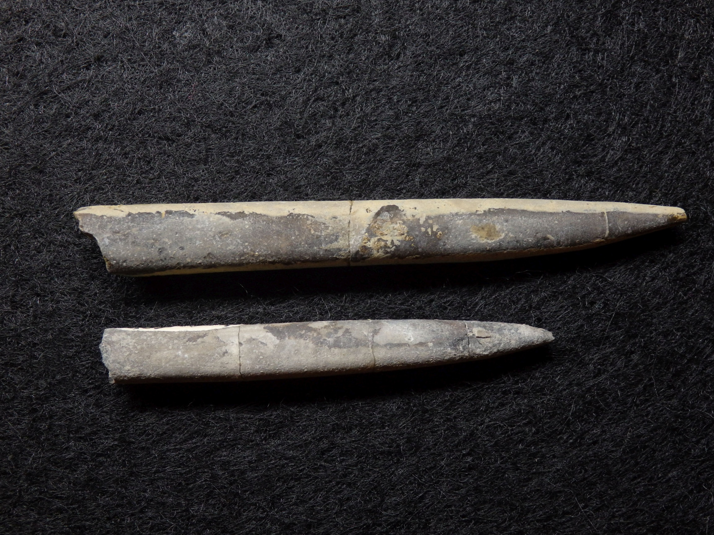 Belemniten aus der Jurazeit - Acrocoelites cf. quenstedti Foto & Bild ...