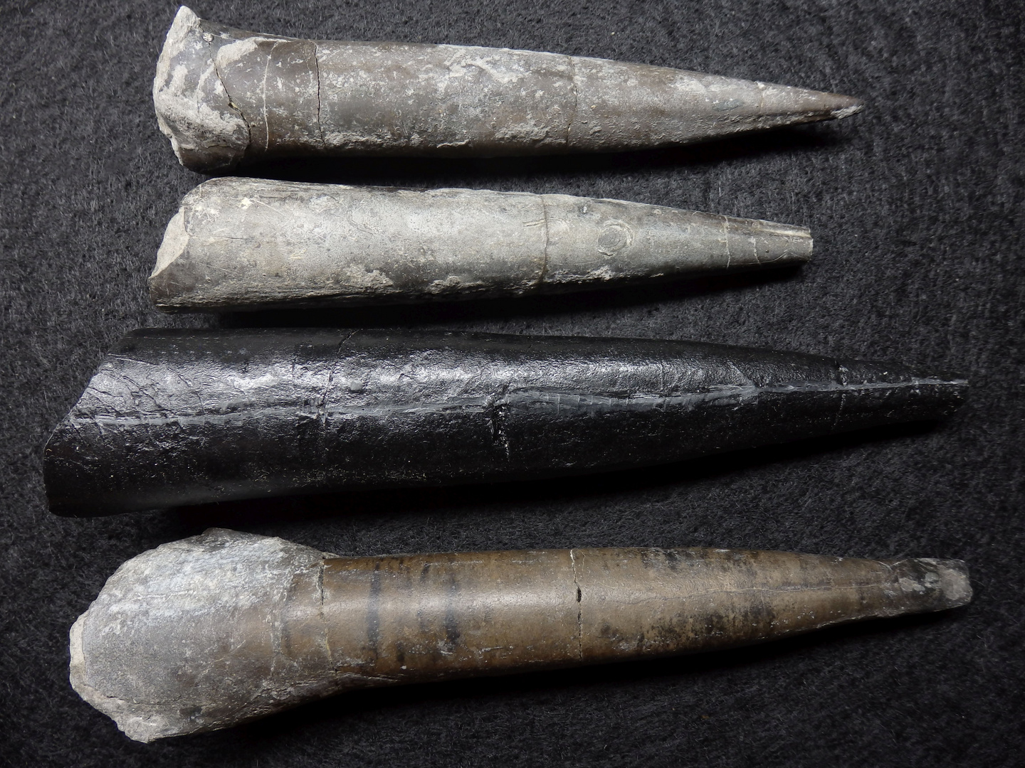 Belemniten aus der Jurazeit - Acrocoelites glaber Foto & Bild ...