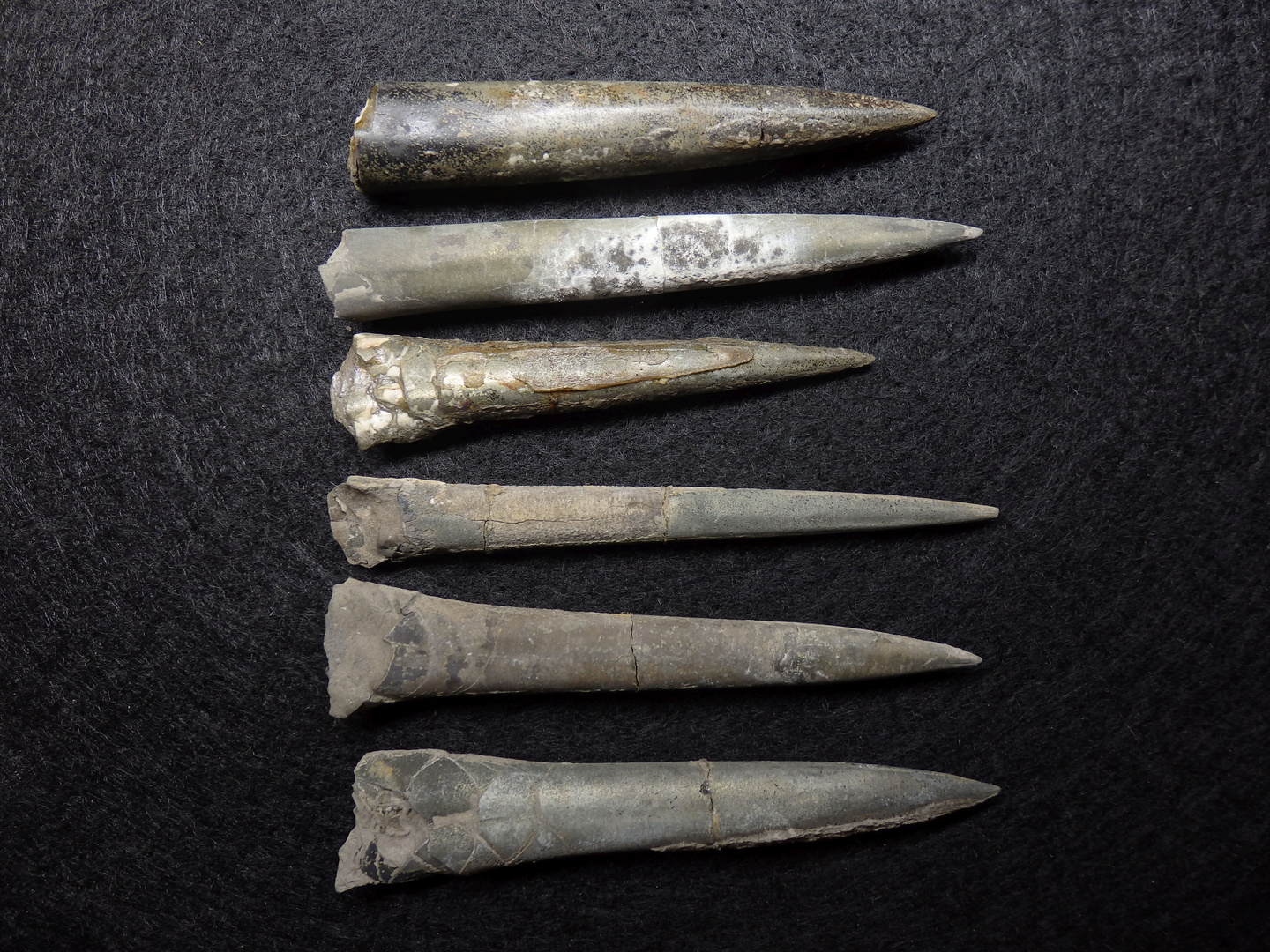 Belemniten aus der Jurazeit - Acrocoelites ilminstrensis Foto & Bild ...