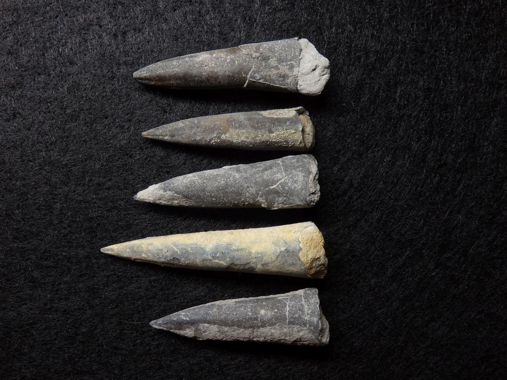 Belemniten aus der Jurazeit - Acrocoelites pyramidalis Foto & Bild ...