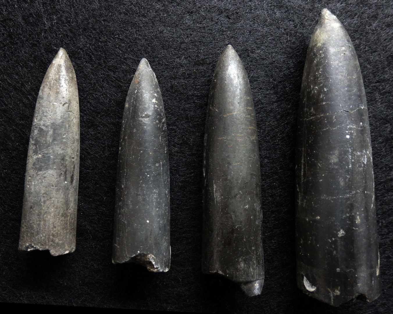 Belemniten aus der Jurazeit - Acroteuthis subquadrata Foto & Bild ...