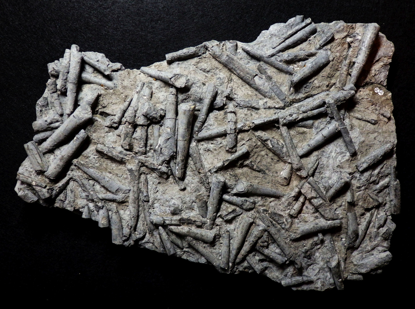 Belemniten aus der Jurazeit - "Belemnitenschlachtfeld" aus Ohmenhausen ...