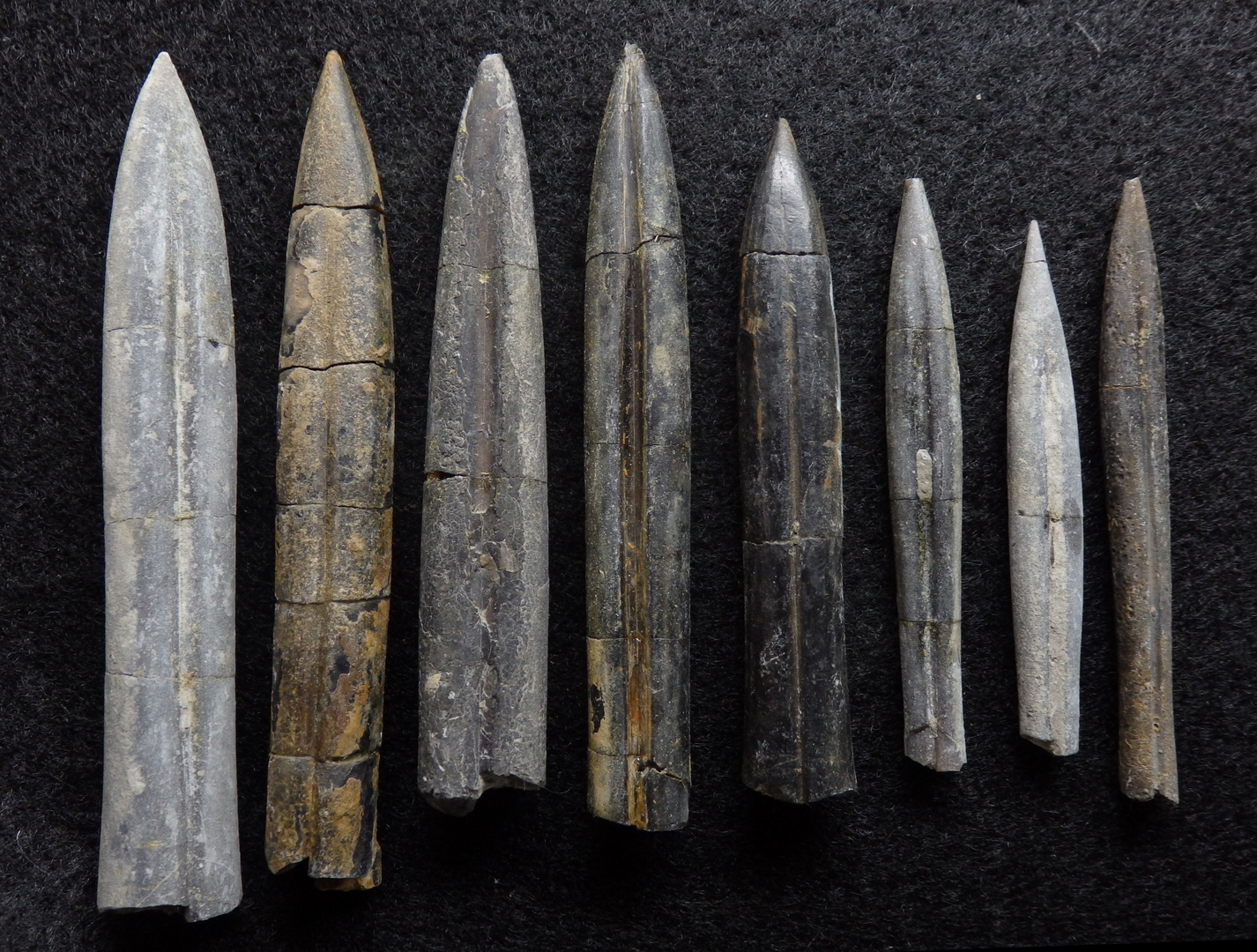 Belemniten aus der Jurazeit - Belemnopsis und Pachybelemnopsis Foto ...