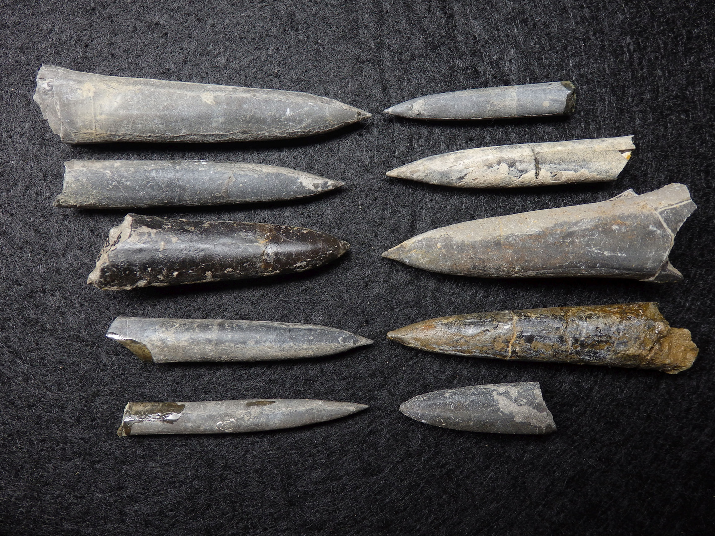 Belemniten aus der Jurazeit - Brevibelus gingensis und Brevibelus ...