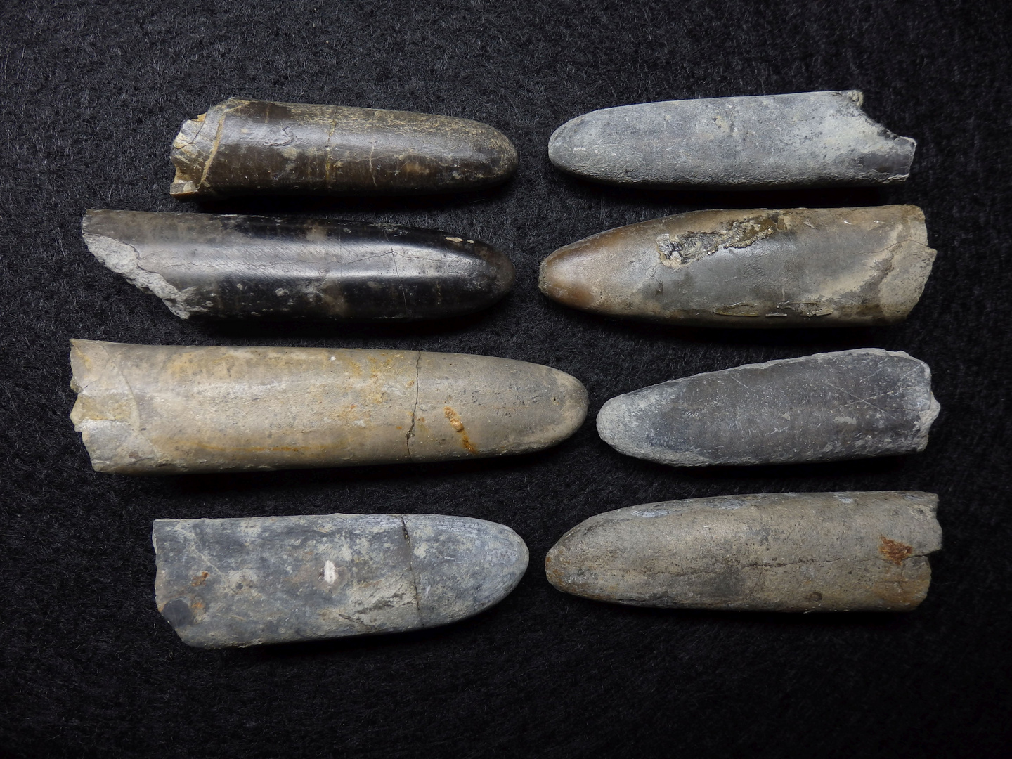 Belemniten aus der Jurazeit - Dactyloteuthis irregularis Foto & Bild ...