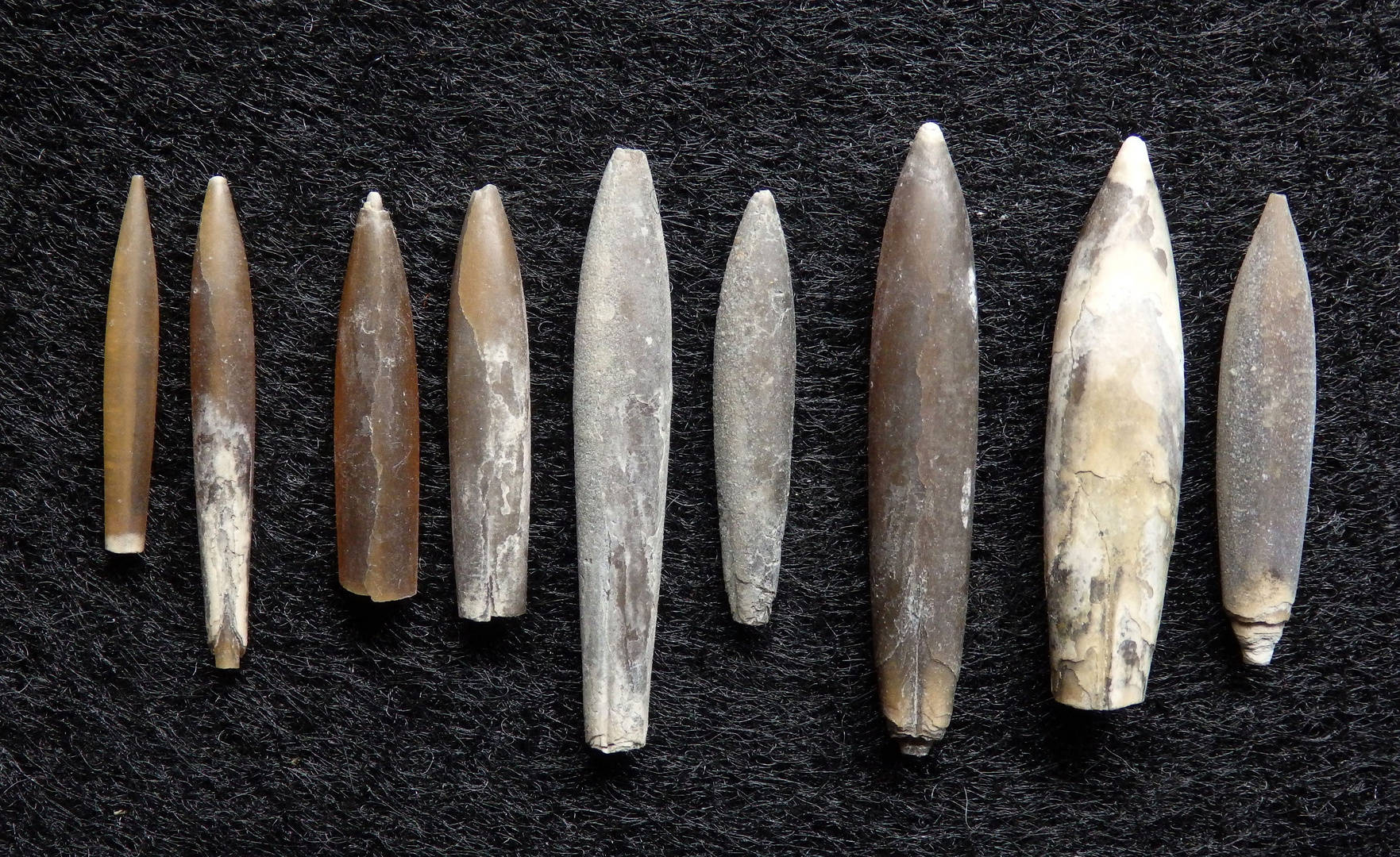 Belemniten aus der Jurazeit - Hibolithes semihastatus Foto & Bild ...