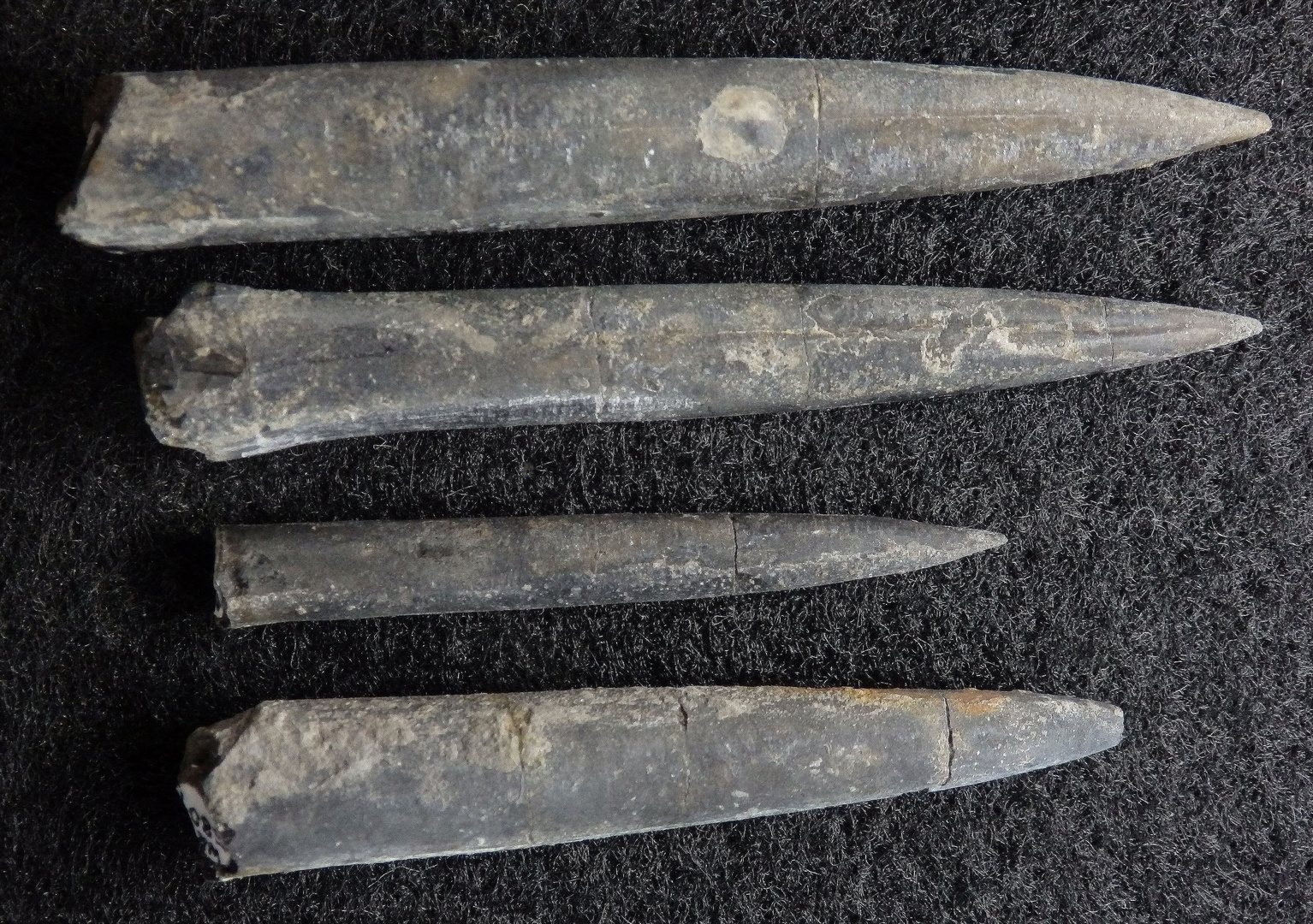 Belemniten aus der Jurazeit - Holcobelus blainvillii Foto & Bild ...