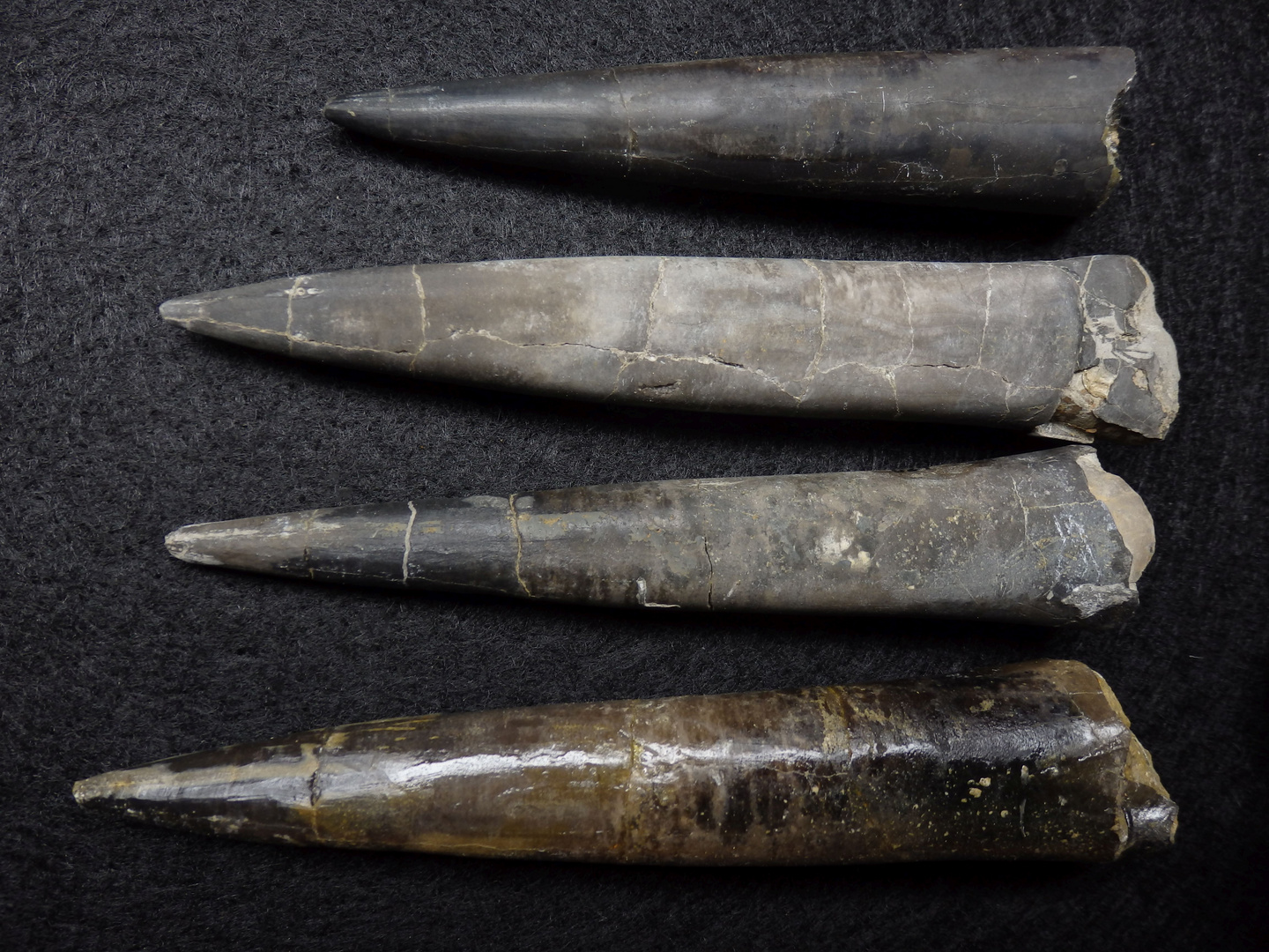 Belemniten aus der Jurazeit - Megateuthis rhenana Foto & Bild ...