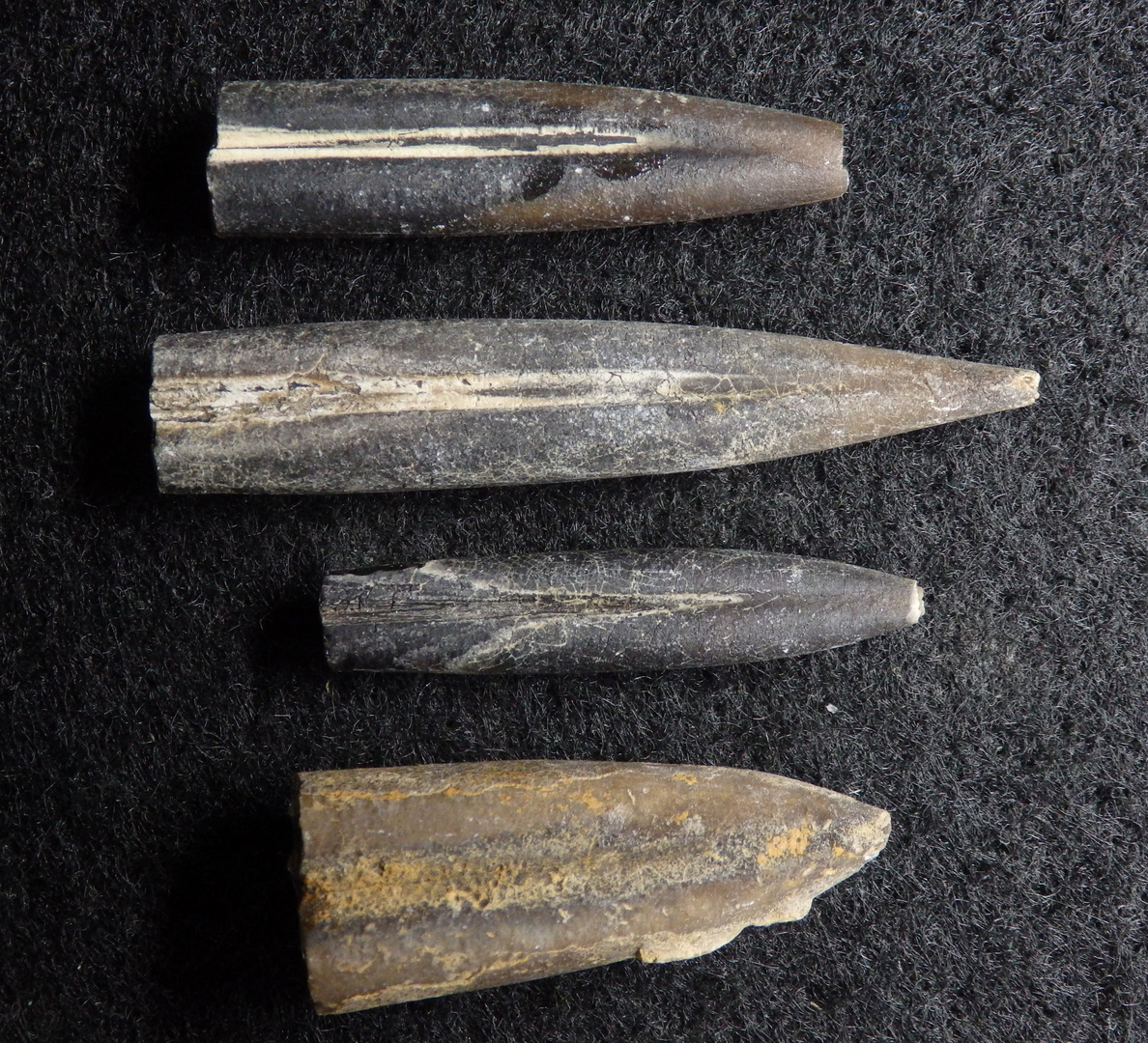 Belemniten aus der Jurazeit - Pachybelemnopsis (Pachybelemnopsis ...