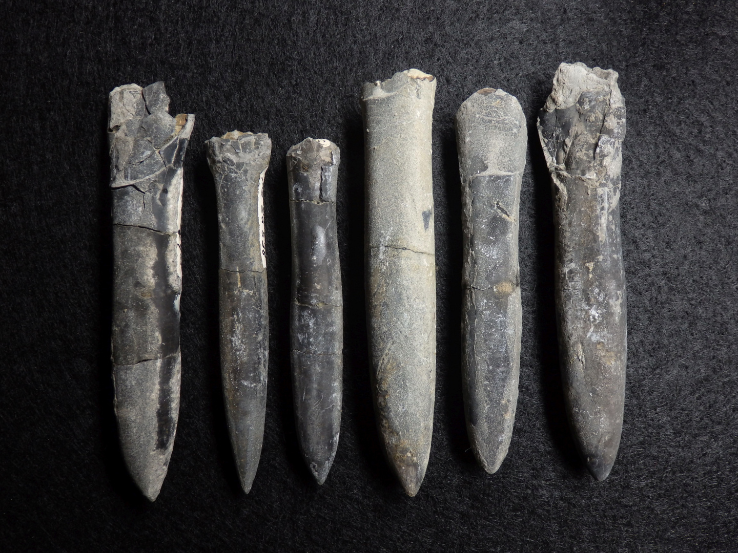 Belemniten aus der Jurazeit - Passaloteuthis und Pseudohastites Foto ...