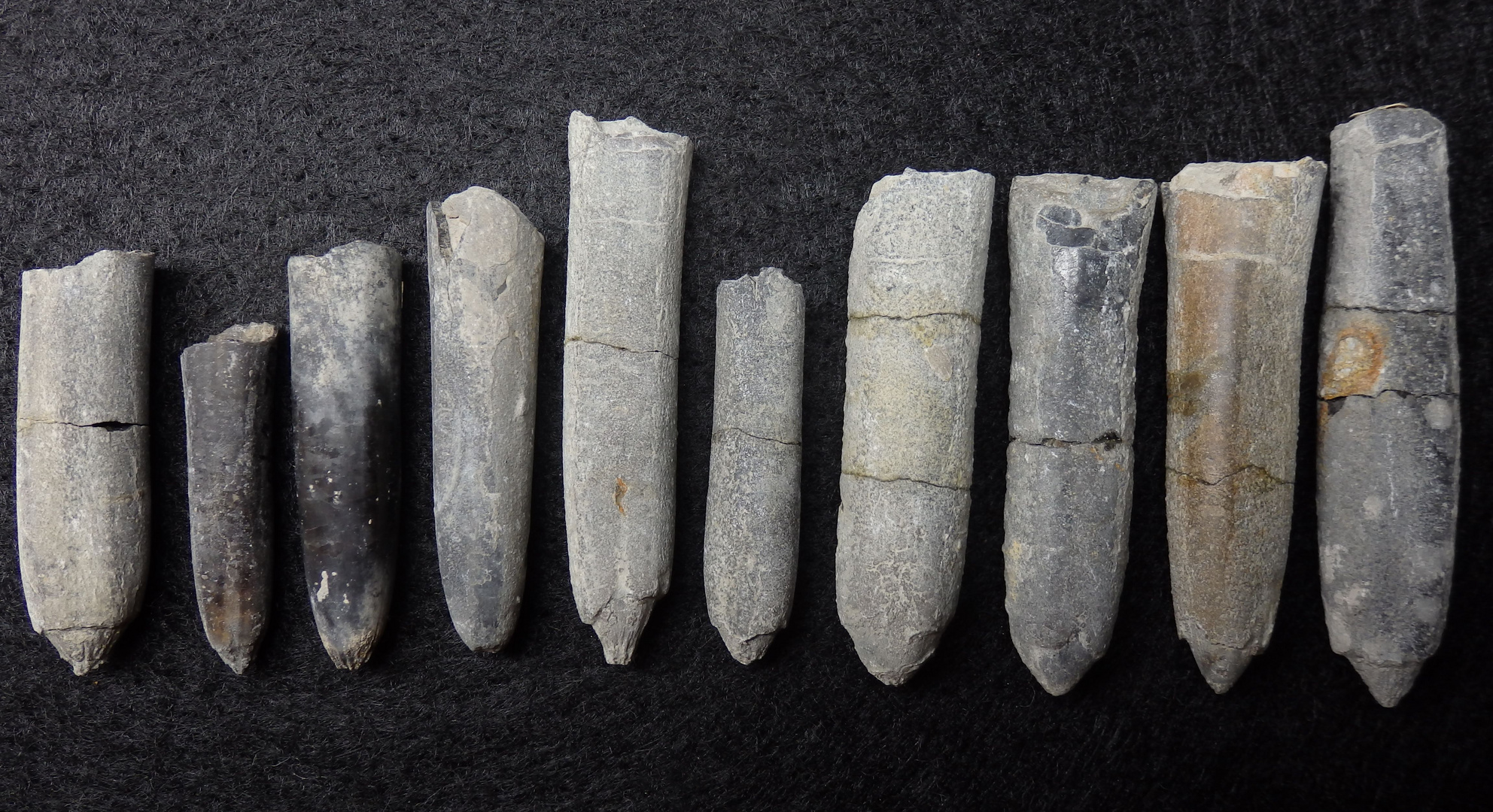 Belemniten aus der Jurazeit - Pleurobelus lagenaeformis und Pleurobelus ...