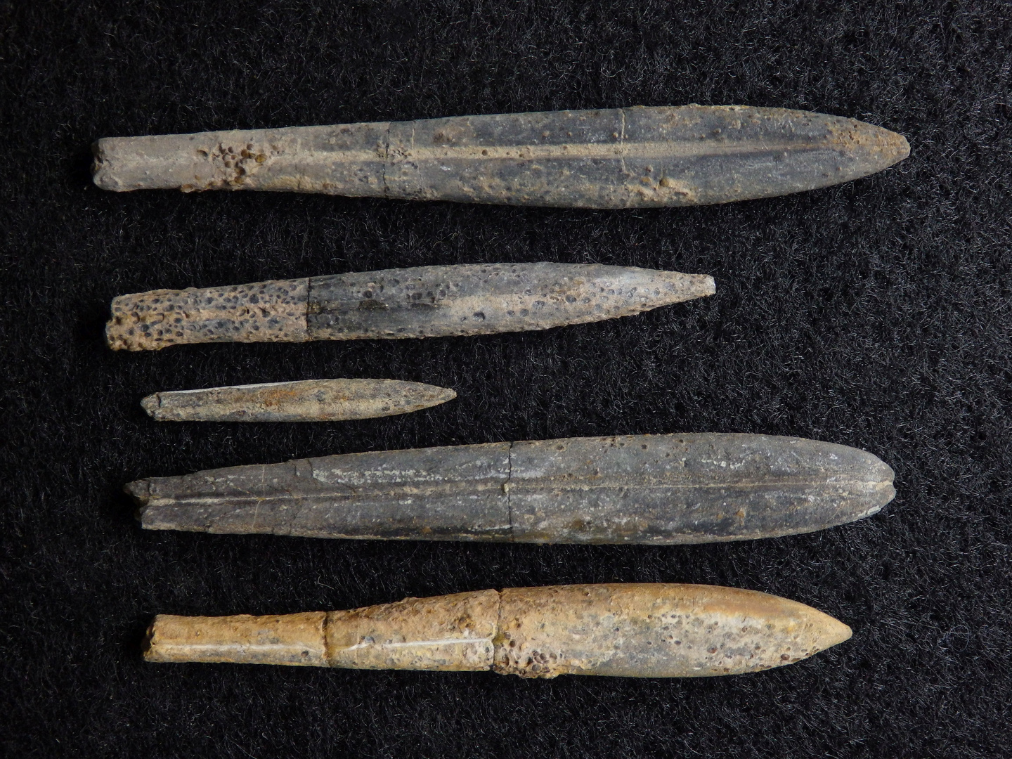 Belemniten aus der Jurazeit - Pseudohibolites latesulcatus Foto & Bild ...