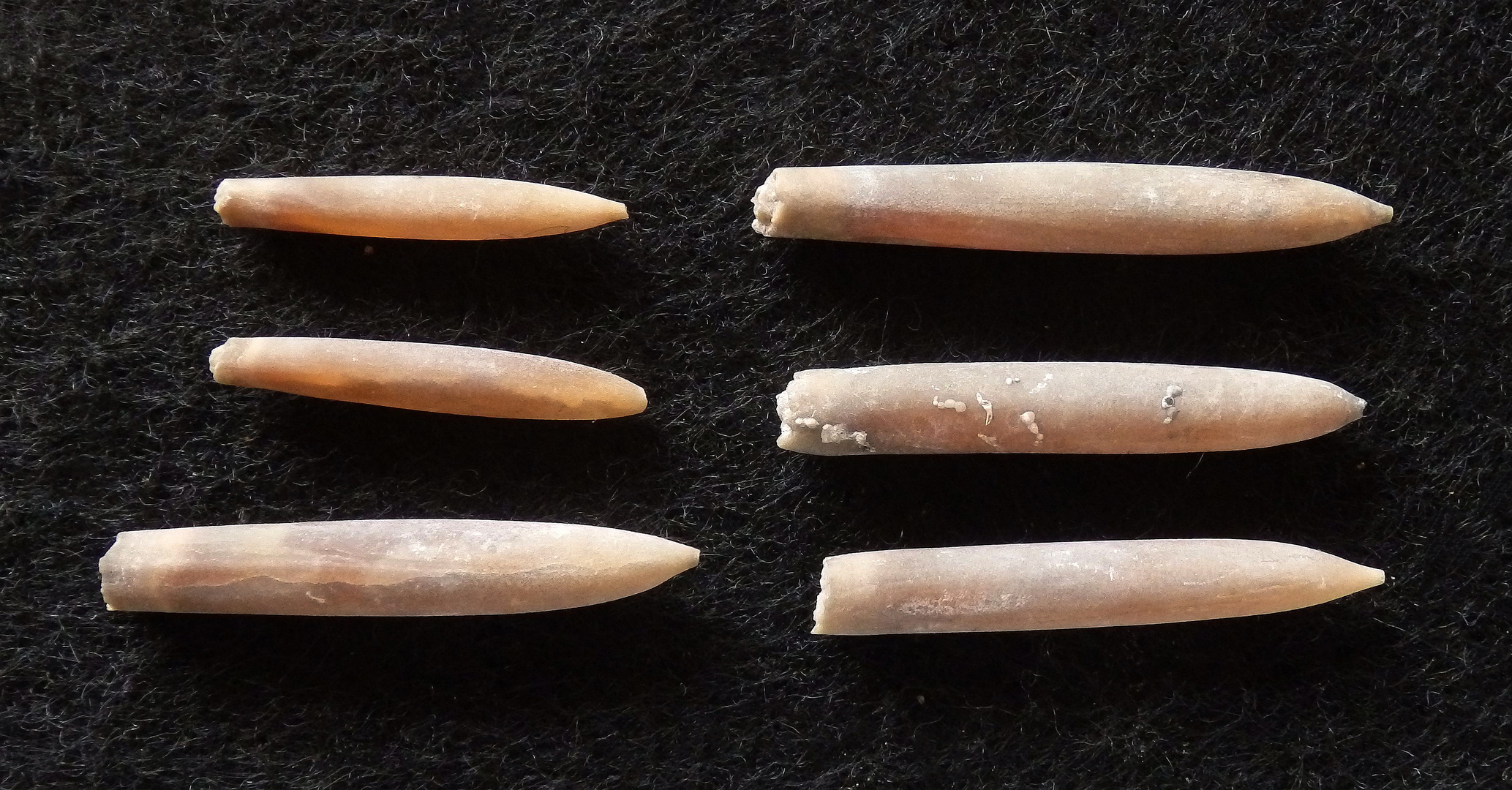 Belemniten aus der Kreidezeit - Actinocamax verus Foto & Bild ...