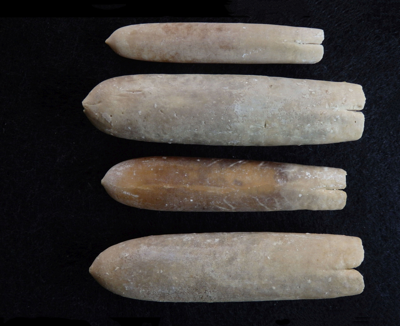 Belemniten aus der Kreidezeit - Belemnellocamax mammillata Foto & Bild ...