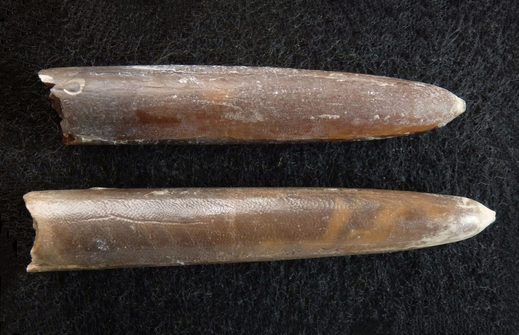 Belemniten aus der Kreidezeit - Gonioteuthis quadrata gracilis Foto ...