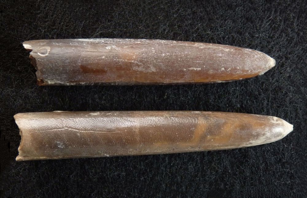 Belemniten aus der Kreidezeit - Gonioteuthis quadrata gracilis Foto ...