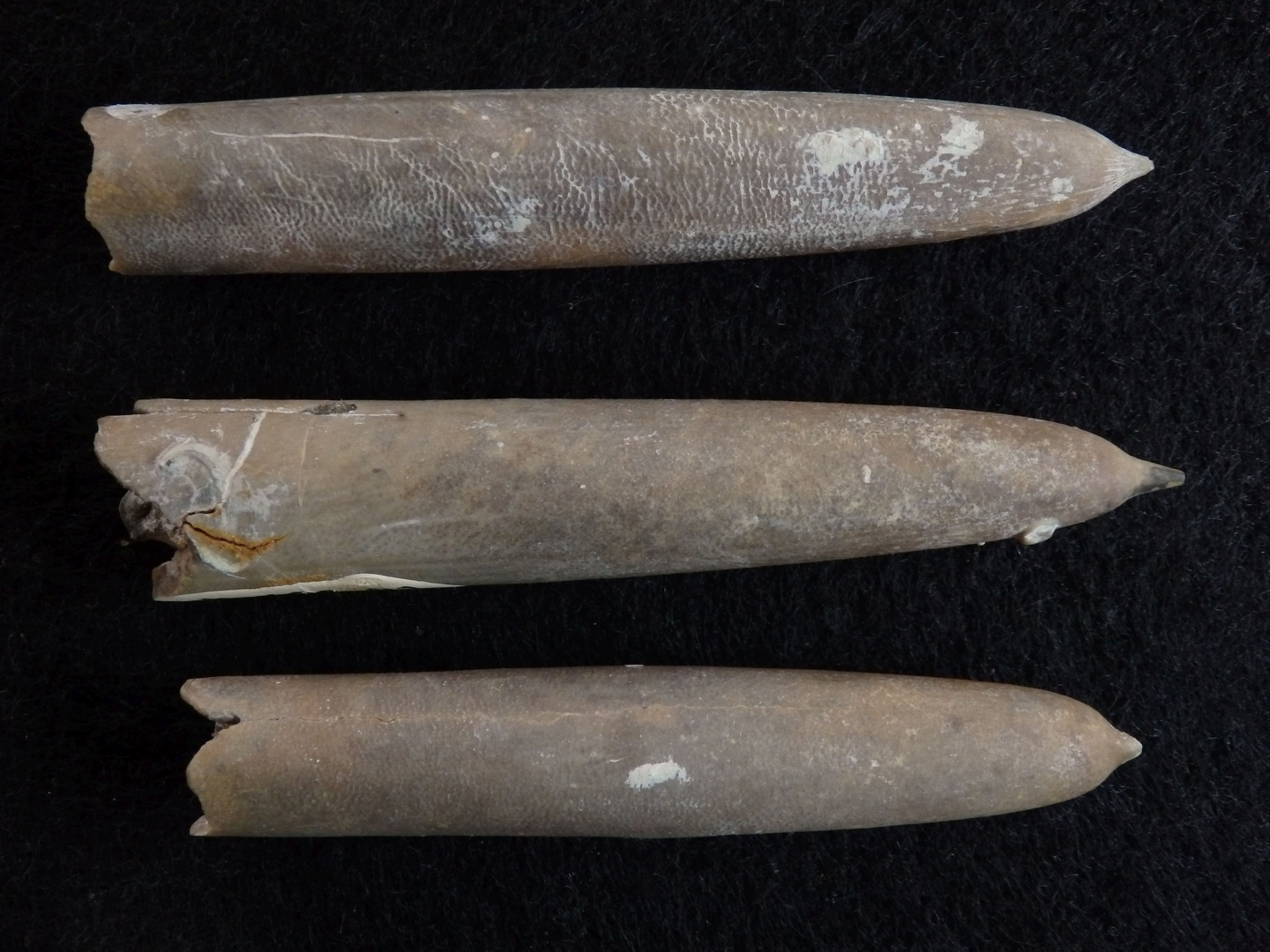 Belemniten aus der Kreidezeit - Gonioteuthis quadrata quadrata Foto ...