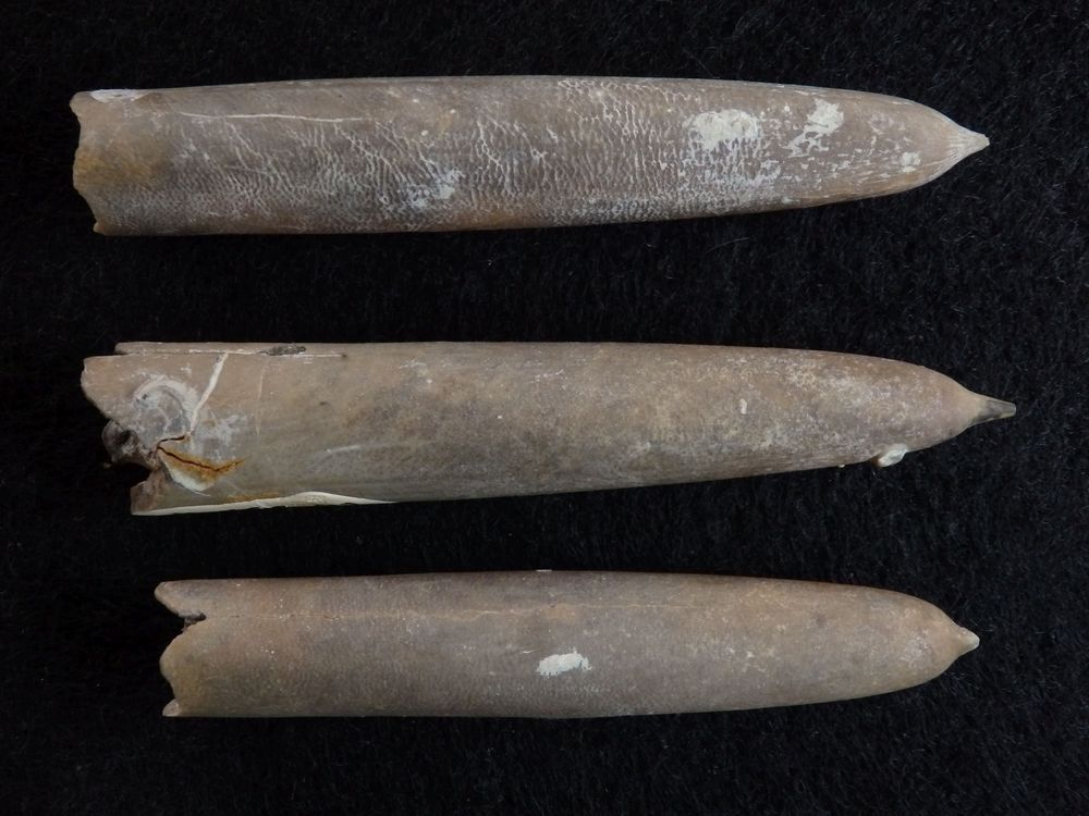 Belemniten aus der Kreidezeit - Gonioteuthis quadrata quadrata Foto ...