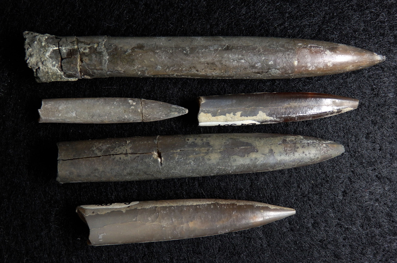 Belemniten aus der Kreidezeit - Oxyteuthis brunsviciensis Foto & Bild ...