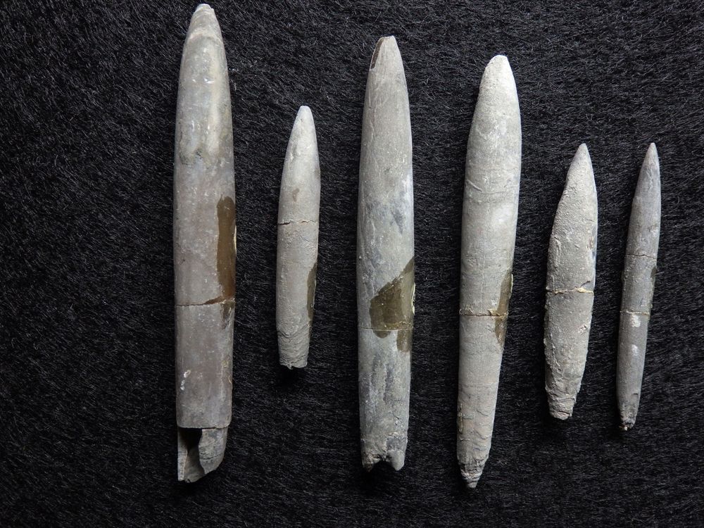 Belemniten aus der Kreidezeit - Oxyteuthis pugio Foto & Bild ...