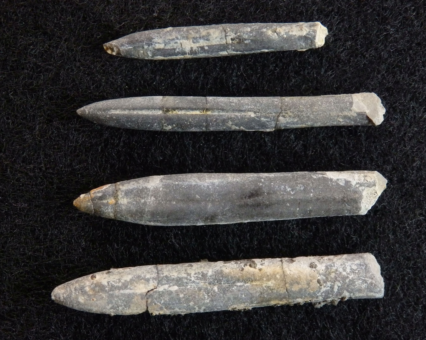 Belemniten aus der Kreidezeit - Pseudobelus bipartitus Foto & Bild ...