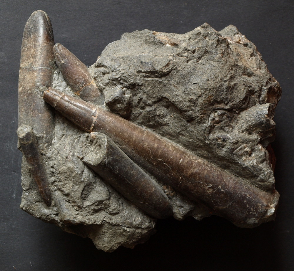 Belemniten Foto & Bild | sonstiges, fossilien & präparate, fossilien ...