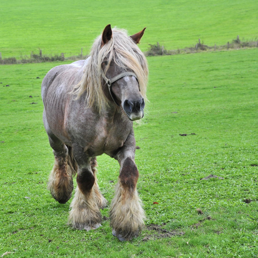 Belgisches Kaltblut Foto & Bild | tiere, haustiere, pferde, esel ...