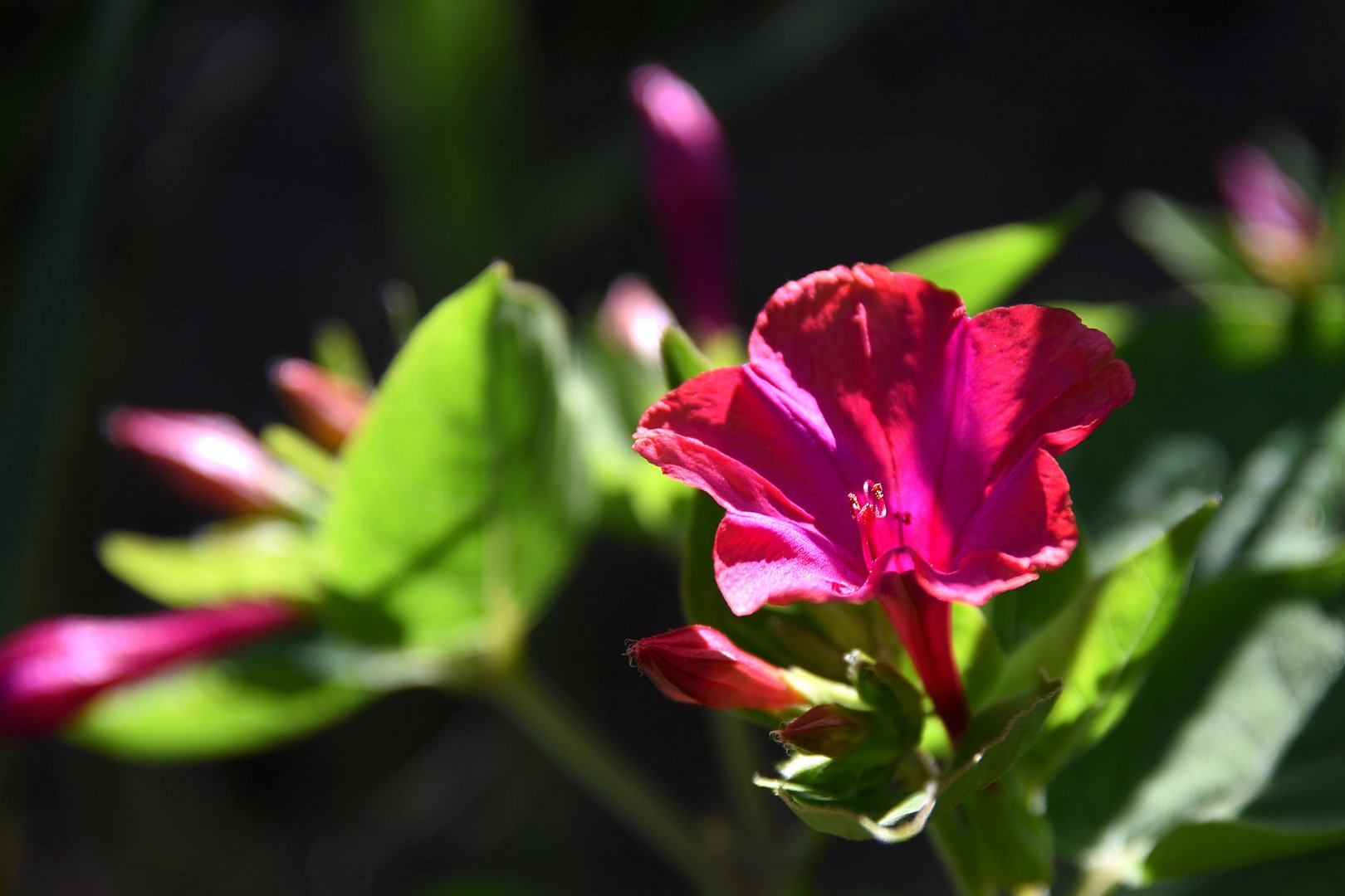 Bella Di Notte Flower - Home Alqu