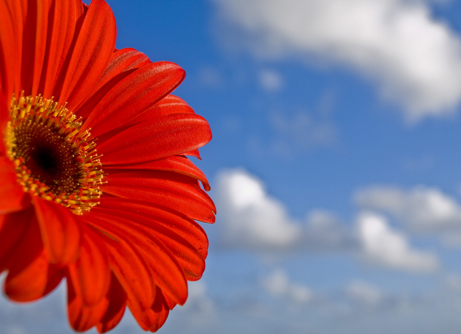 Belle fleur photo et image | visions artistiques, fleur, rouge Images ...