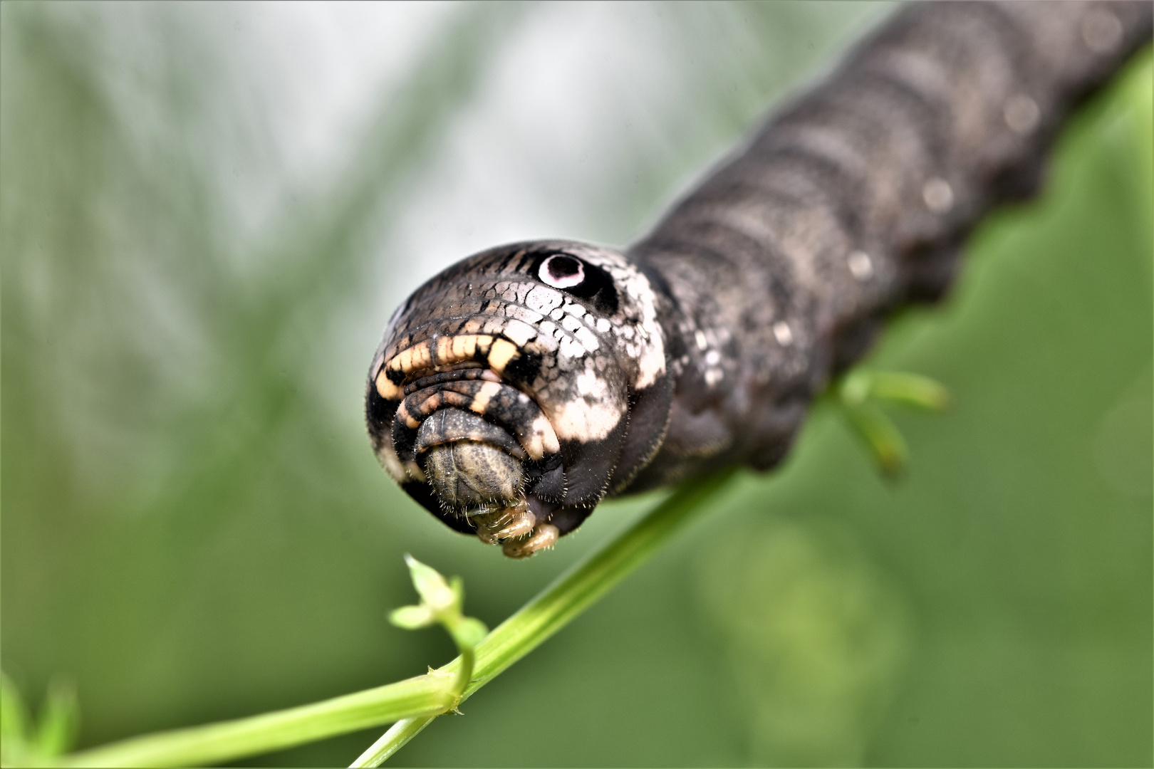 belle inconnue photo et image | fotos, france, nature Images fotocommunity