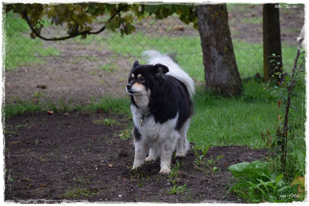 Bellender Hund Foto & Bild | tiere, haustiere, hunde Bilder auf ...