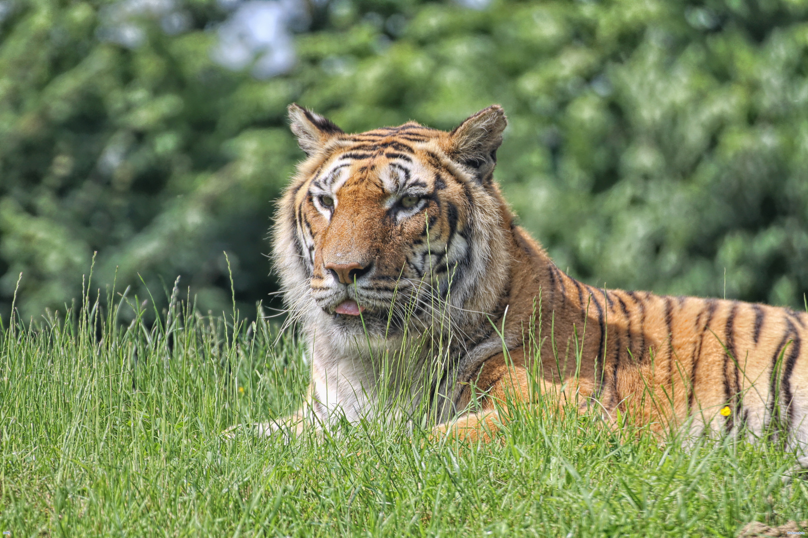 Bellewaerde Park Belgien, der Tiger beim Faulenzen. Foto & Bild | tiere ...