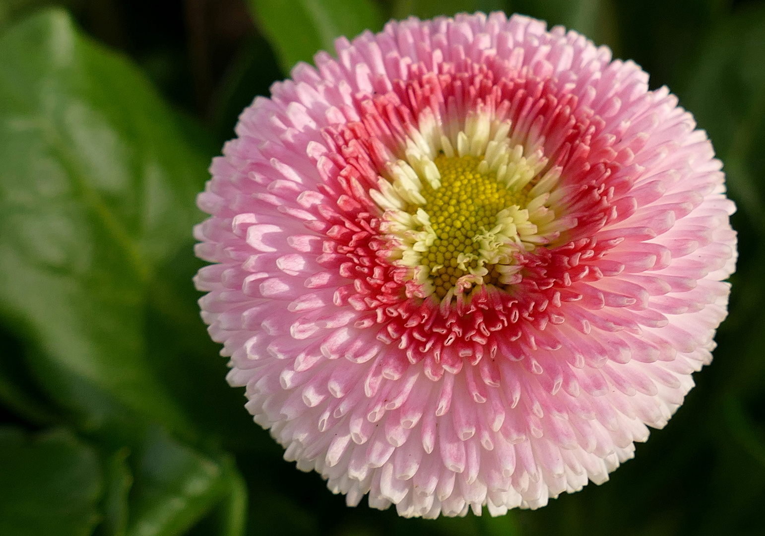 Bellis Foto & Bild | pflanzen, pilze & flechten, blüten ...