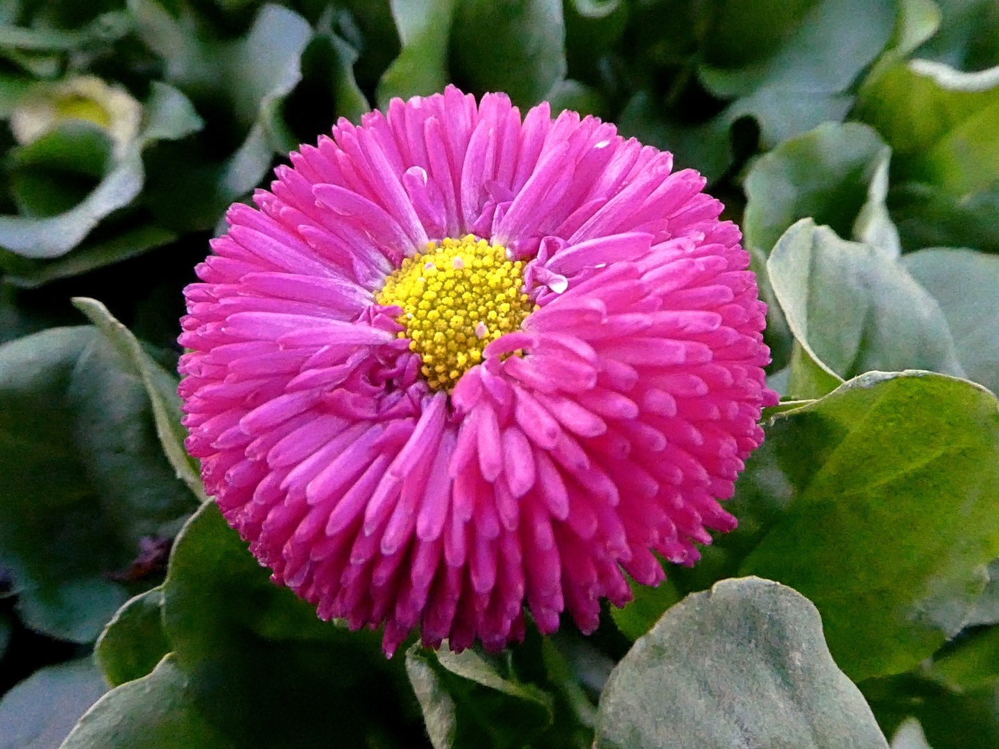 Bellis Foto & Bild | natur, pflanzen, bellis Bilder auf fotocommunity