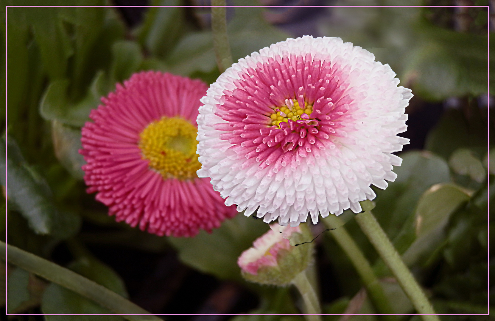 Bellis. Foto & Bild | blumen , fotos, natur Bilder auf fotocommunity