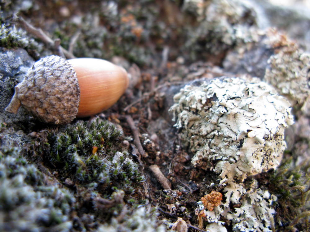 Bellota Imagen & Foto | frutos y semillas, plantas, naturaleza Fotos de ...