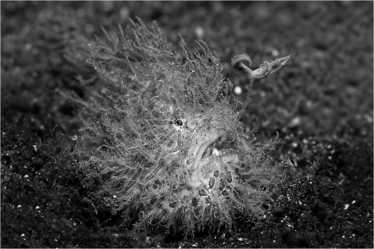 _ beloved _ face _ Foto & Bild | natur, tiere, wildlife Bilder auf ...