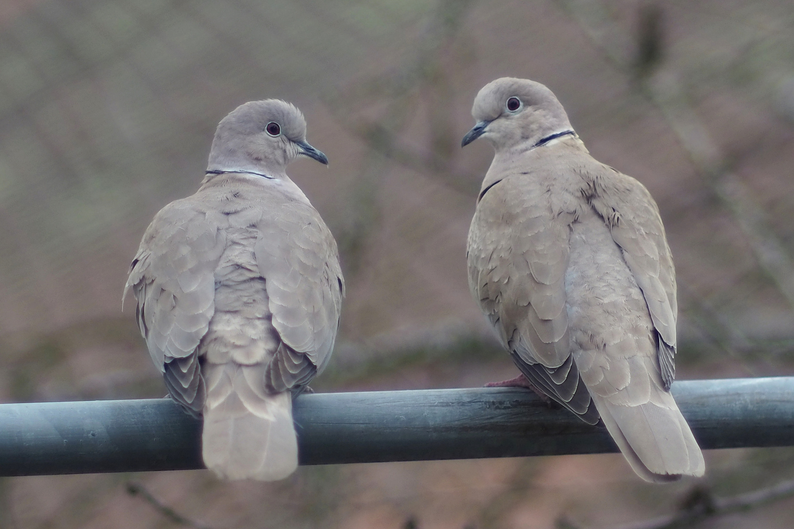 bemerkt Foto & Bild | natur, tiere, vögel Bilder auf fotocommunity