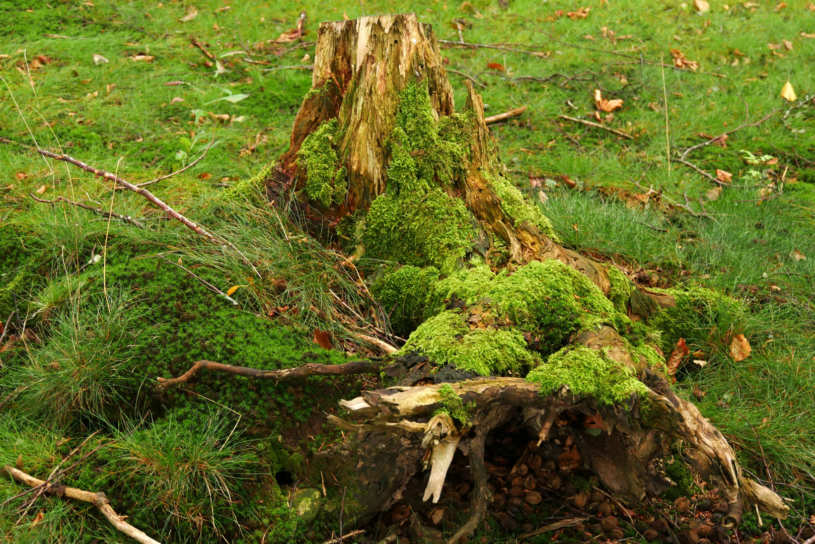 bemooste Baumwurzel Foto & Bild | baum, natur, moos Bilder auf ...