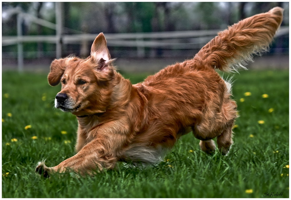 Ben ein toller Hund Foto & Bild | tiere, haustiere, hunde Bilder auf ...