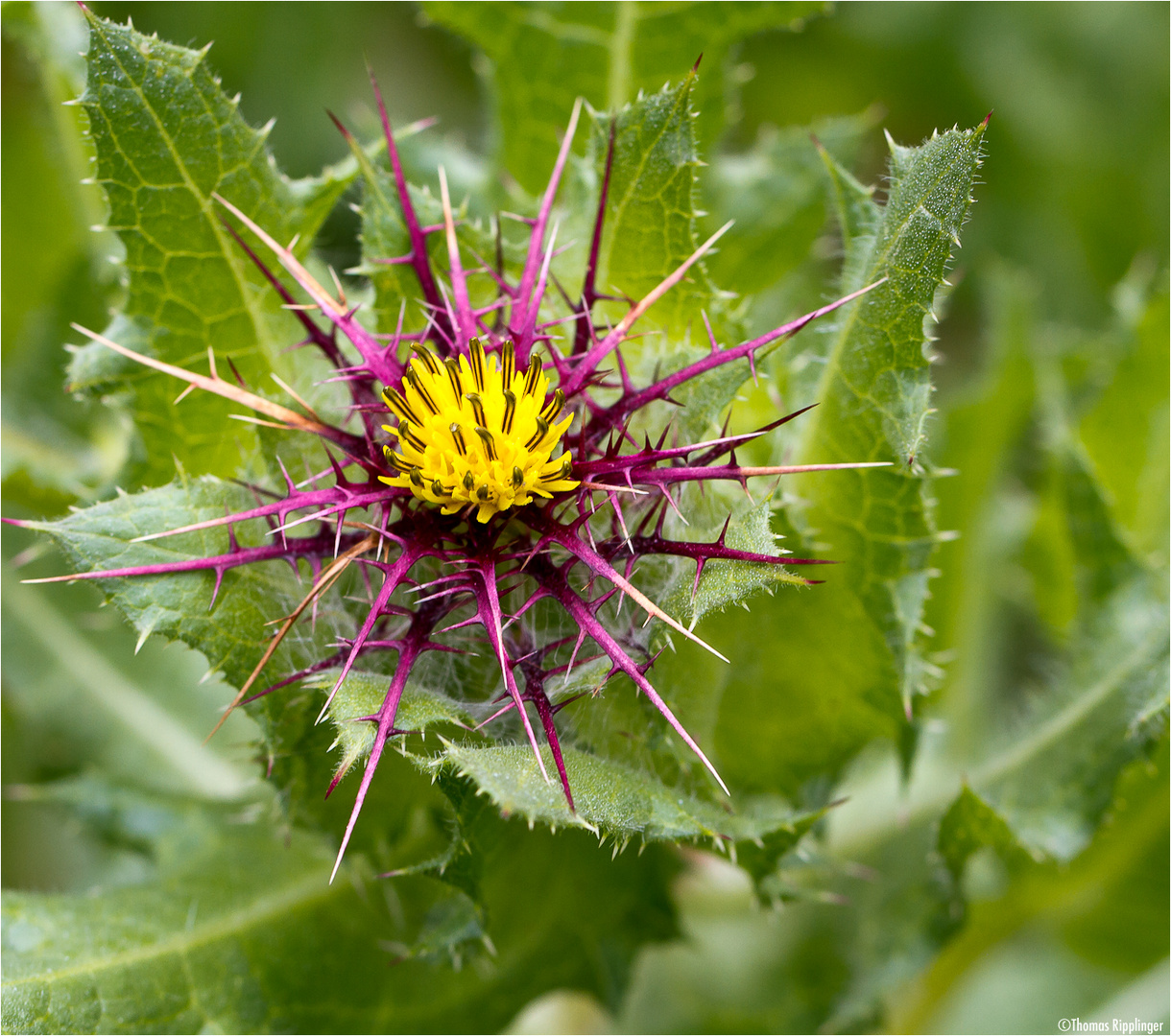 Benediktenkraut (Centaurea benedicta) oder Benediktendistel.. Foto ...