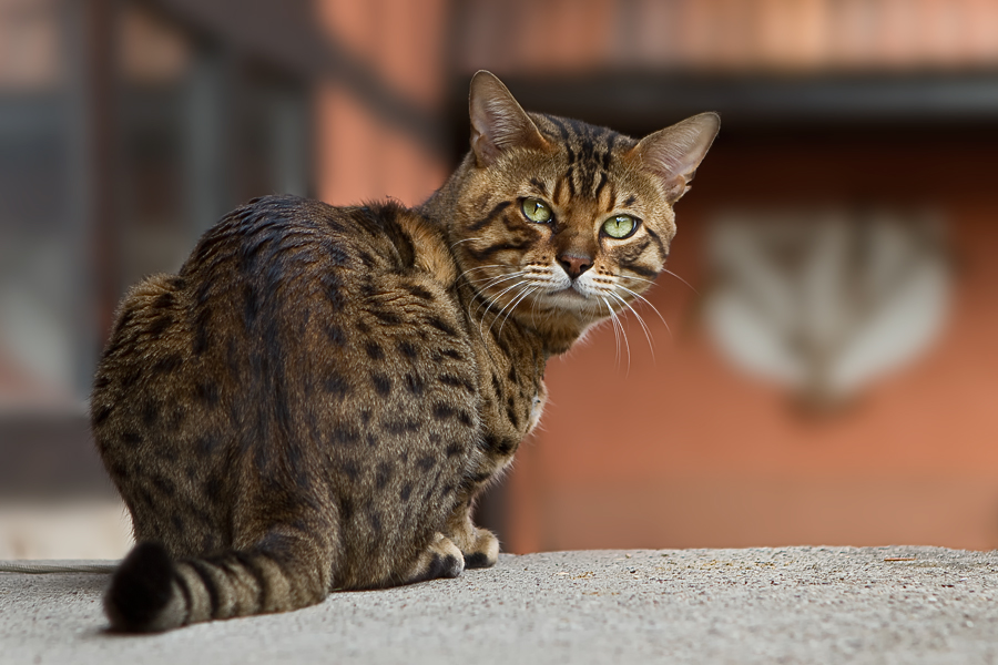 Bengalkatze 1 Foto & Bild | tiere, haustiere, katzen Bilder auf ...