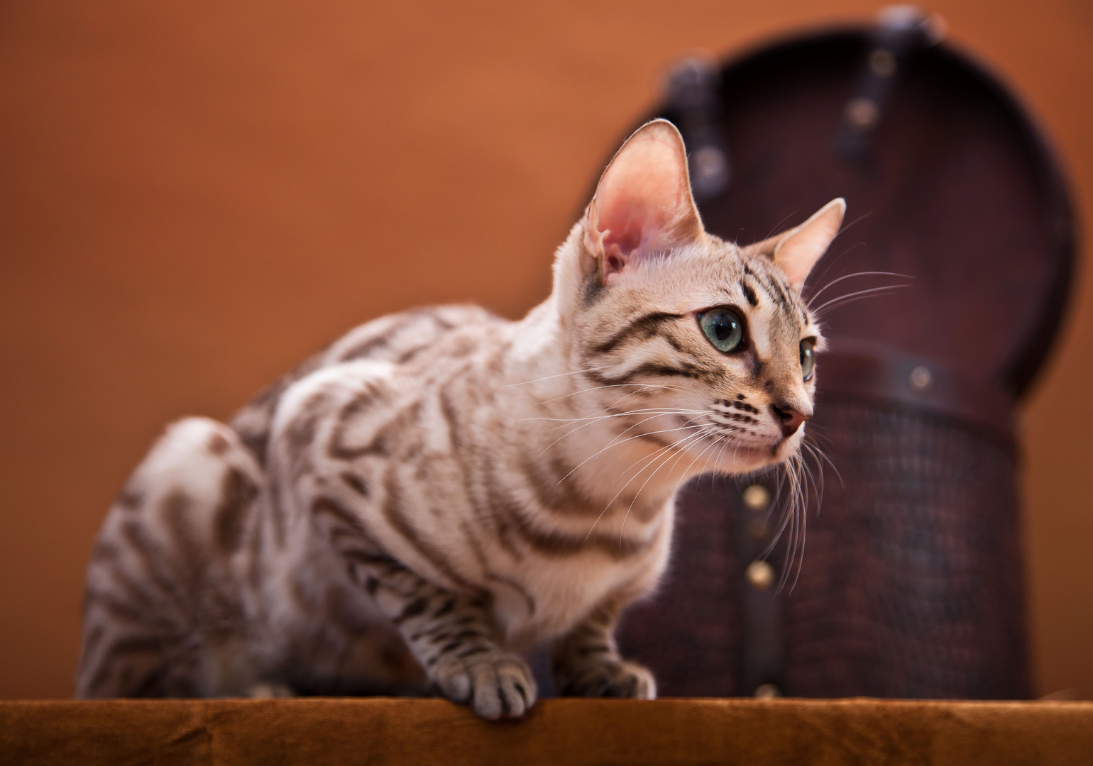 Bengalkatze Imani 141010 Foto & Bild | natur, katzen, tiere Bilder auf ...