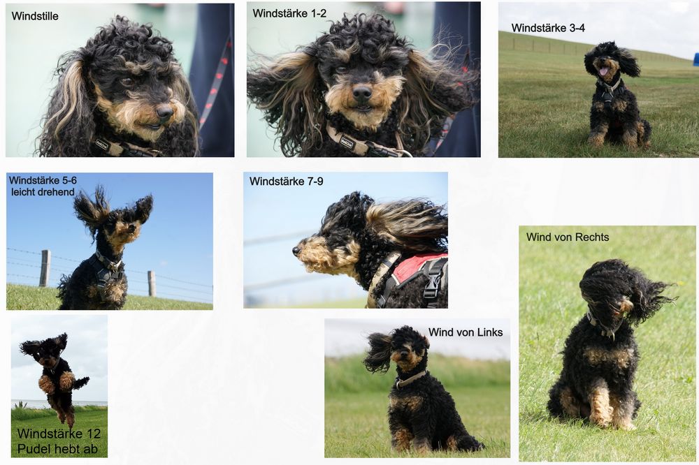 Benji erklärt die Windstärken Foto & Bild | hunde, hund, natur Bilder ...