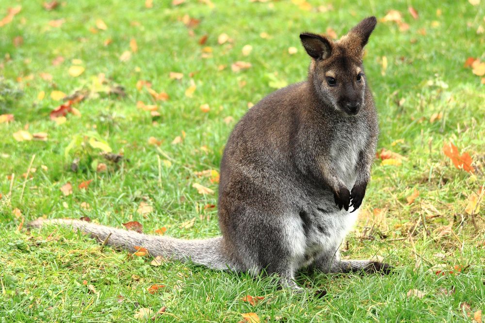 Bennet-Känguru (2) Foto & Bild | tiere, zoo, wildpark & falknerei ...