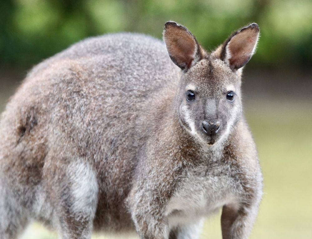 Bennett-Känguru Foto & Bild | tiere, wildlife, säugetiere Bilder auf ...