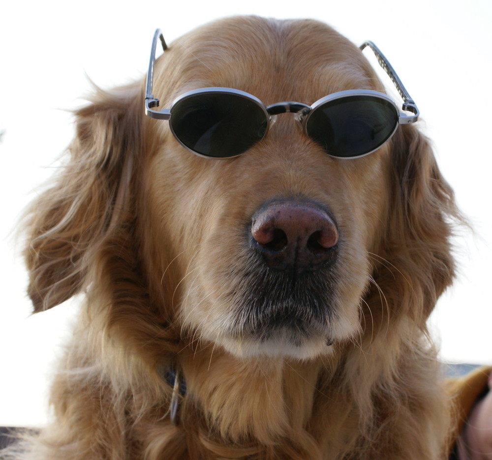 "Benni Cool" Foto & Bild | tiere, haustiere, hunde Bilder auf fotocommunity