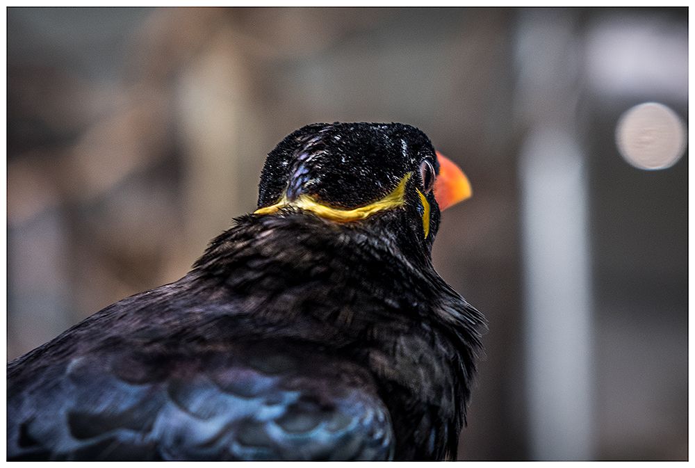 Beo Foto & Bild | natur, tiere, vögel Bilder auf fotocommunity