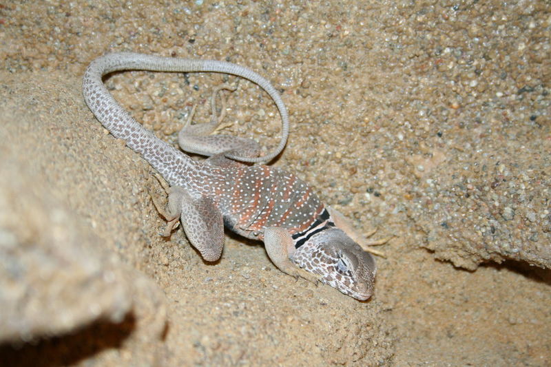 Bequem! Foto & Bild | tiere, haustiere, terraristik Bilder auf ...