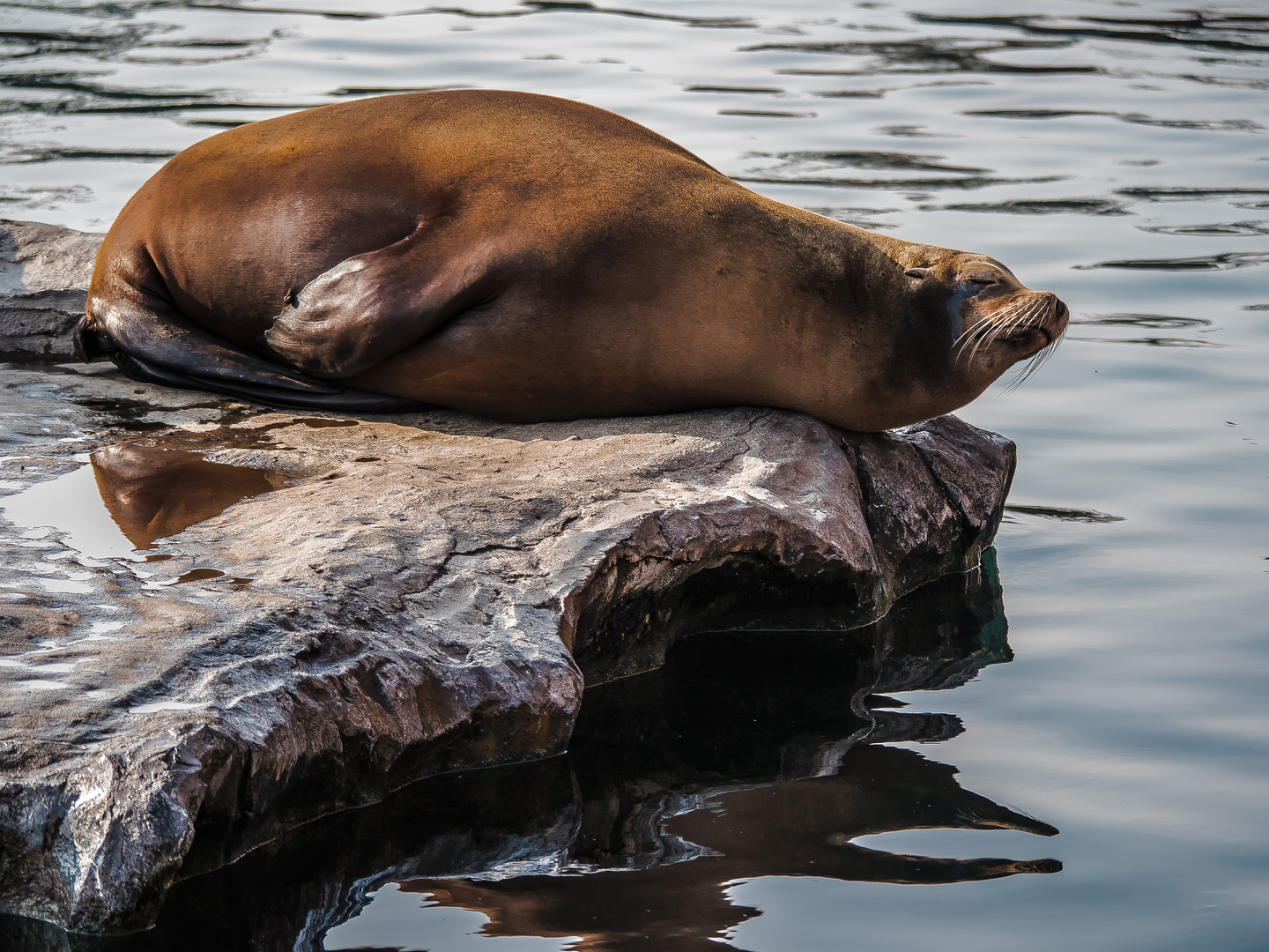 Bequem Foto & Bild | natur, zoo, tiere Bilder auf fotocommunity
